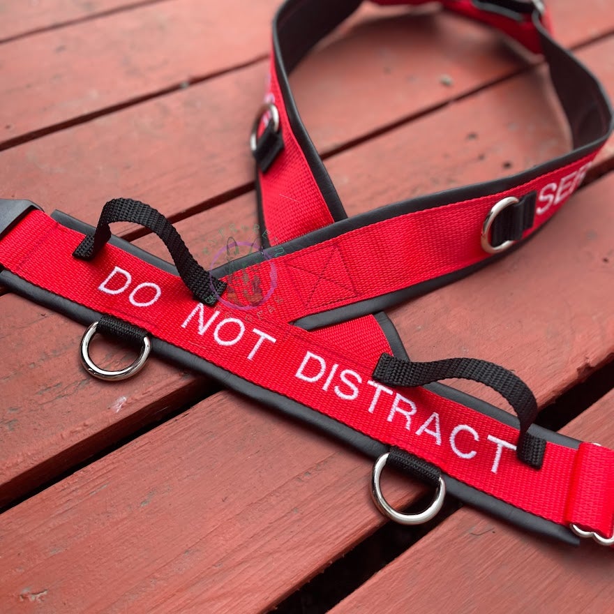 Custom Y-Front Harness | Evergreen Dog Gear